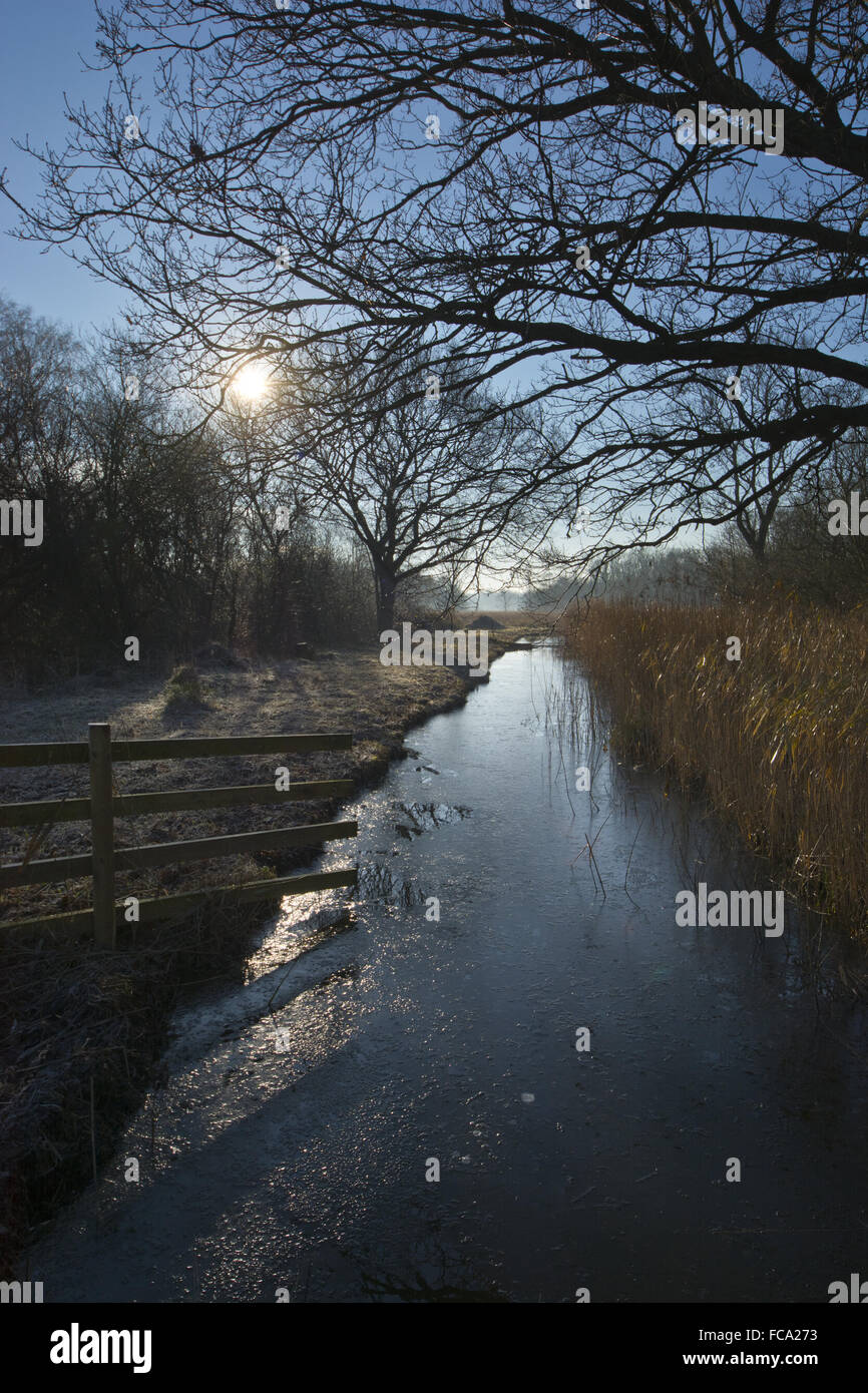 Alder carr woodland hi-res stock photography and images - Alamy