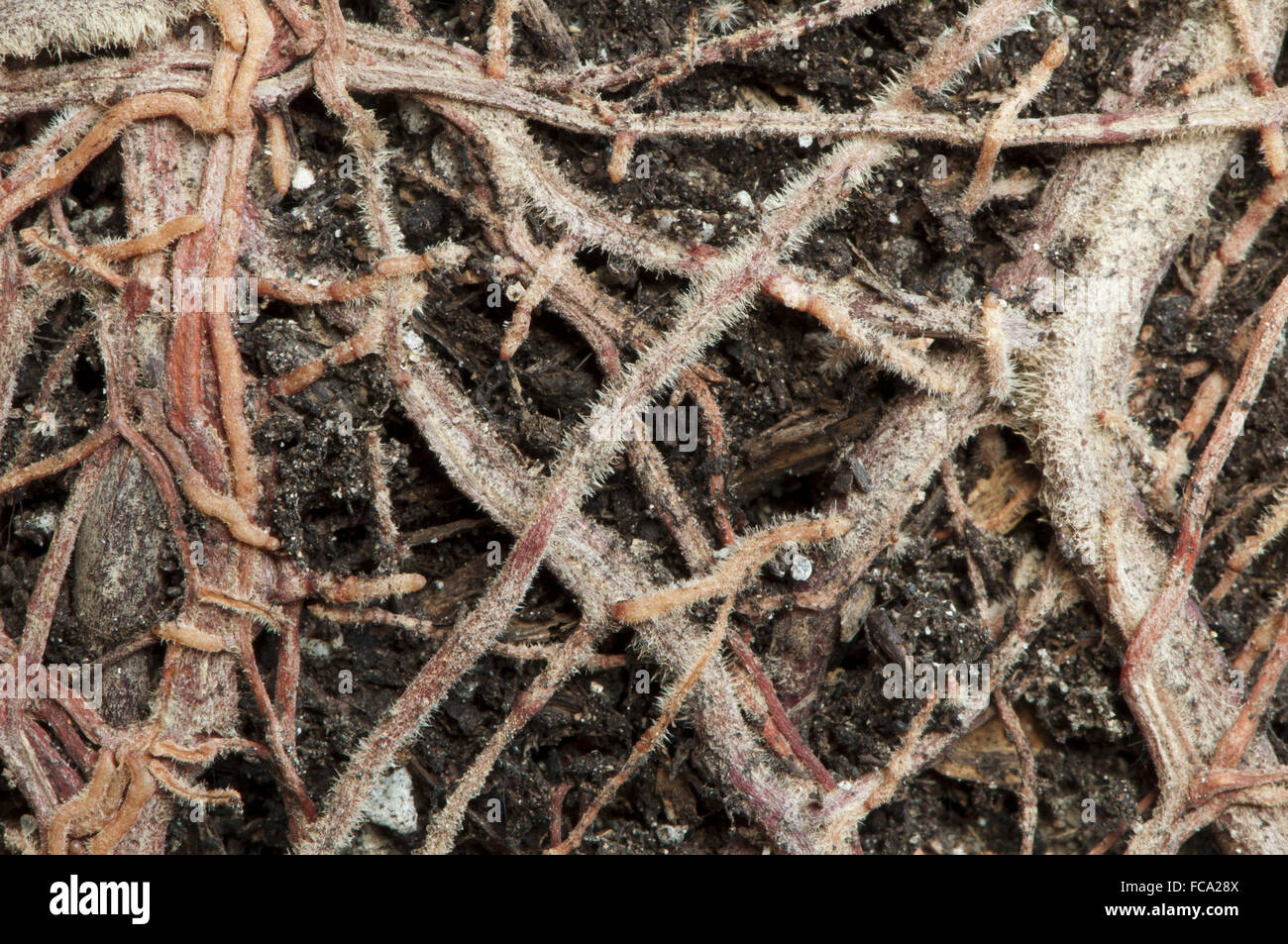 Roots of a flower Stock Photo - Alamy