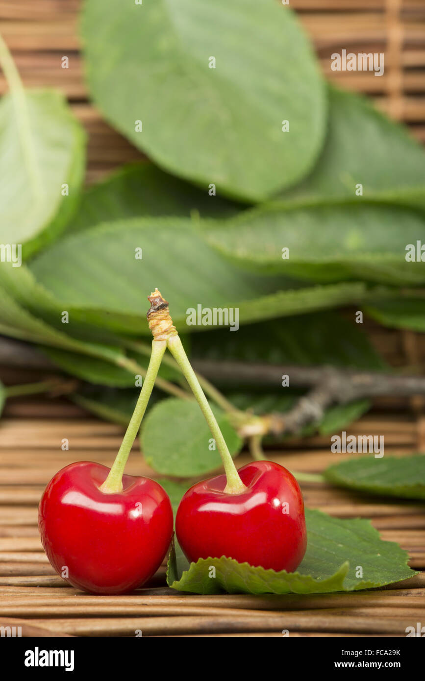 Cherry branch with leaves Stock Photo - Alamy