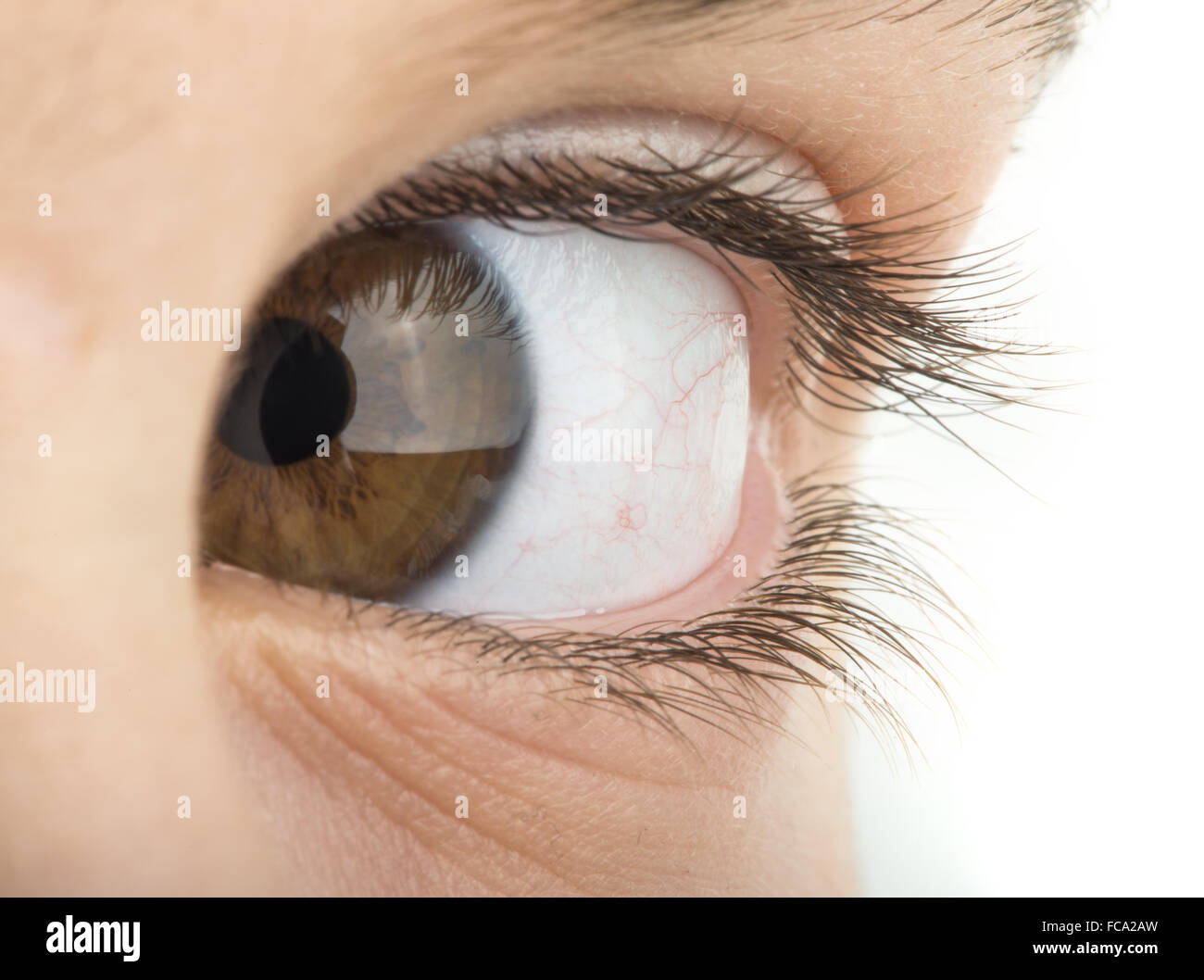 Human eye brown color Stock Photo - Alamy