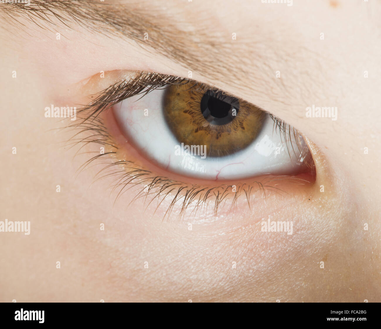 Human eye brown color Stock Photo - Alamy