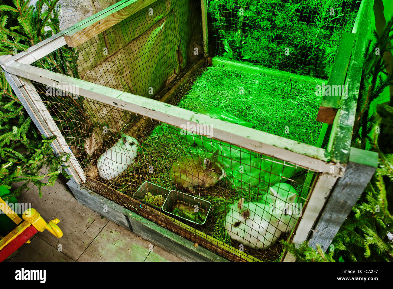 Very large christmas nativity crib. Rabbits on cage Stock Photo - Alamy