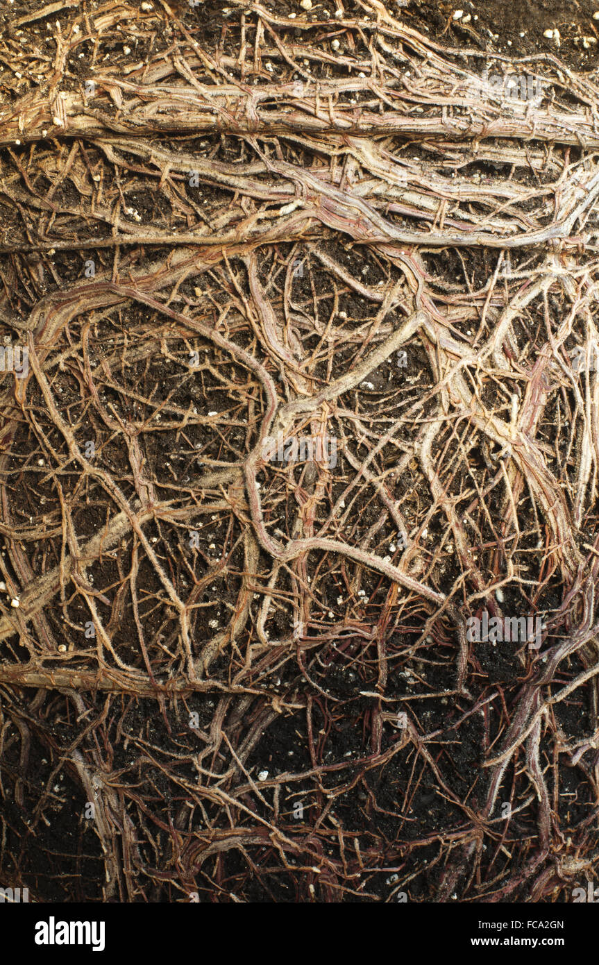 Roots of a flower Stock Photo - Alamy