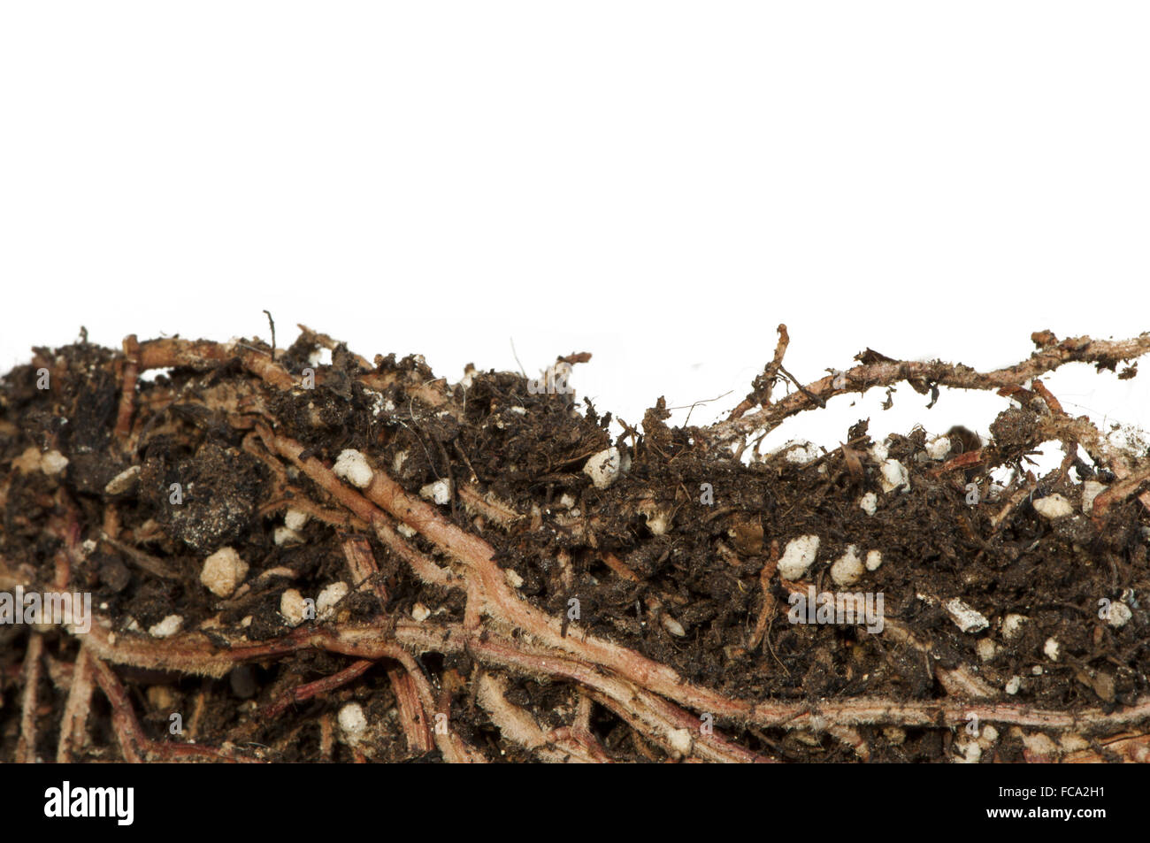 Roots of a flower isolated Stock Photo - Alamy