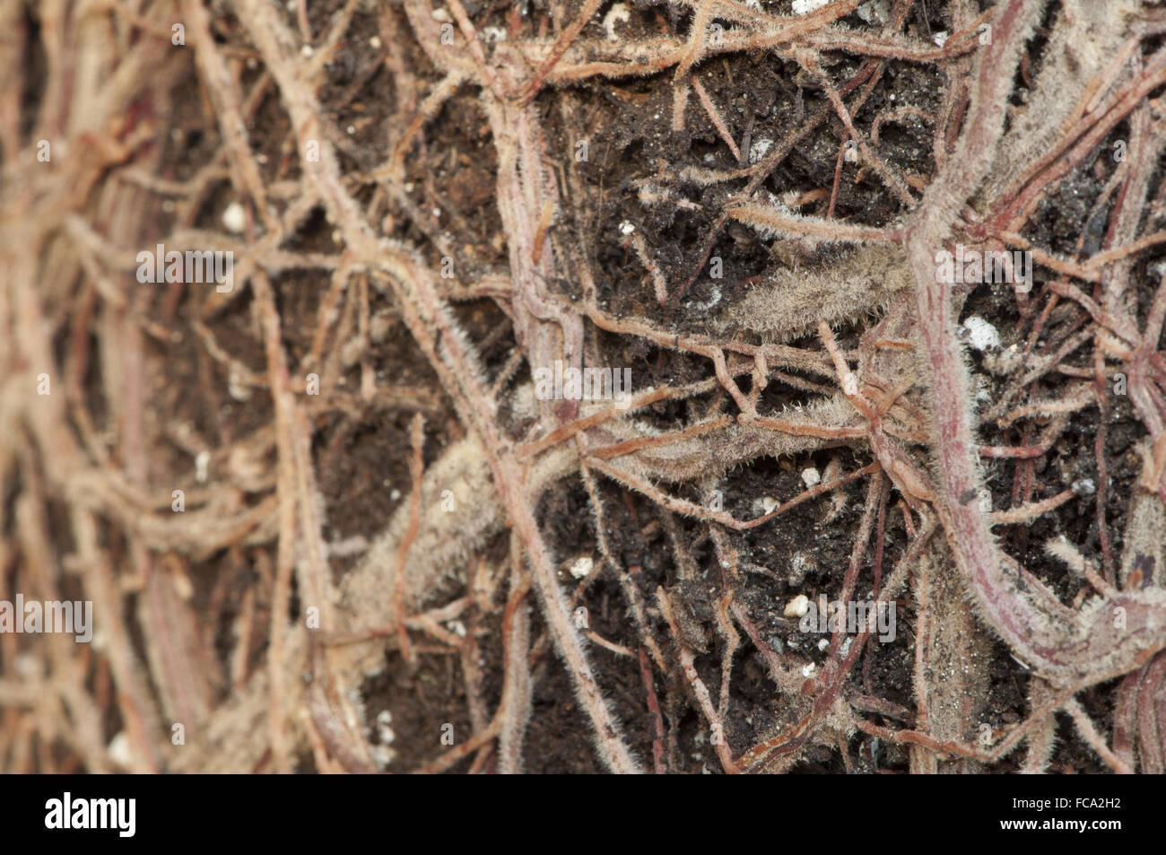 Roots of a flower Stock Photo - Alamy