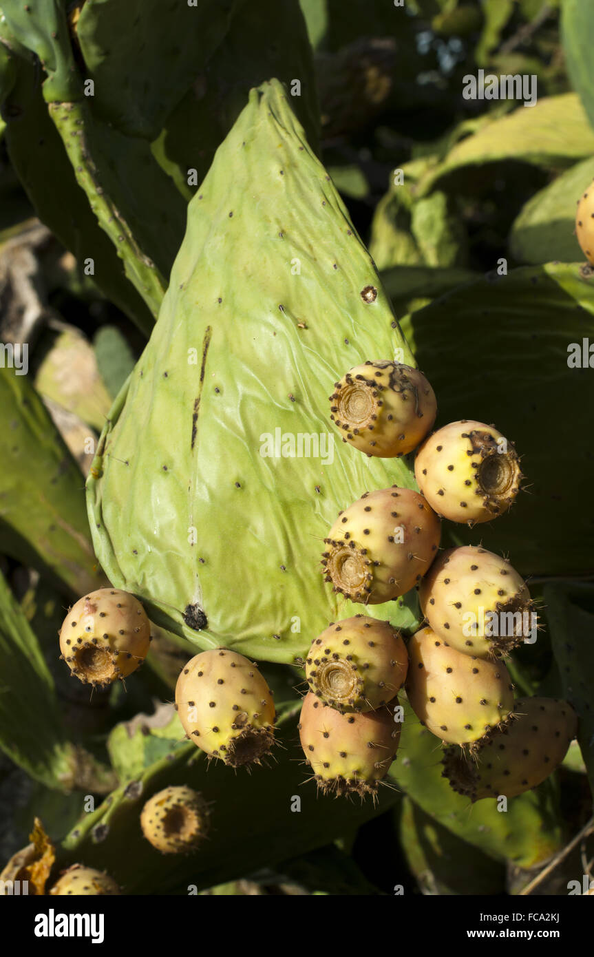Fruit prickly pear cactus sonoran hi-res stock photography and images ...