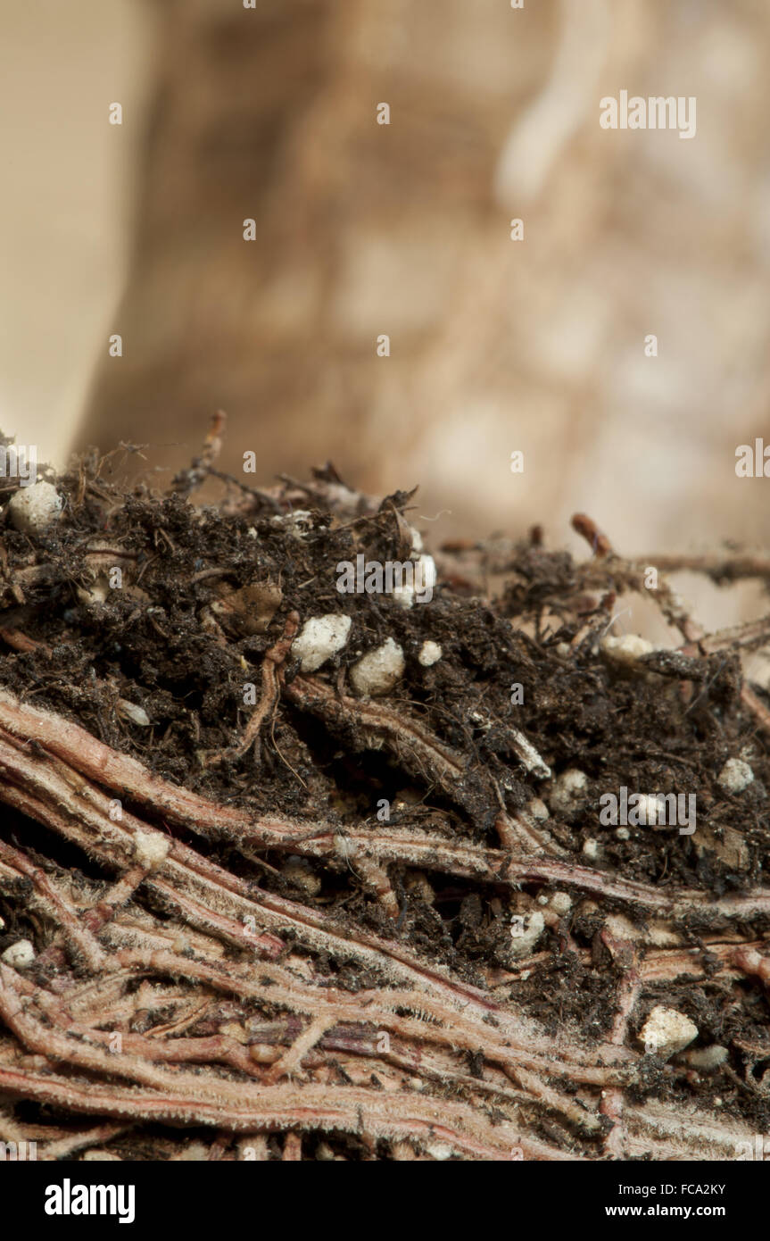 Delicate roots hi-res stock photography and images - Alamy