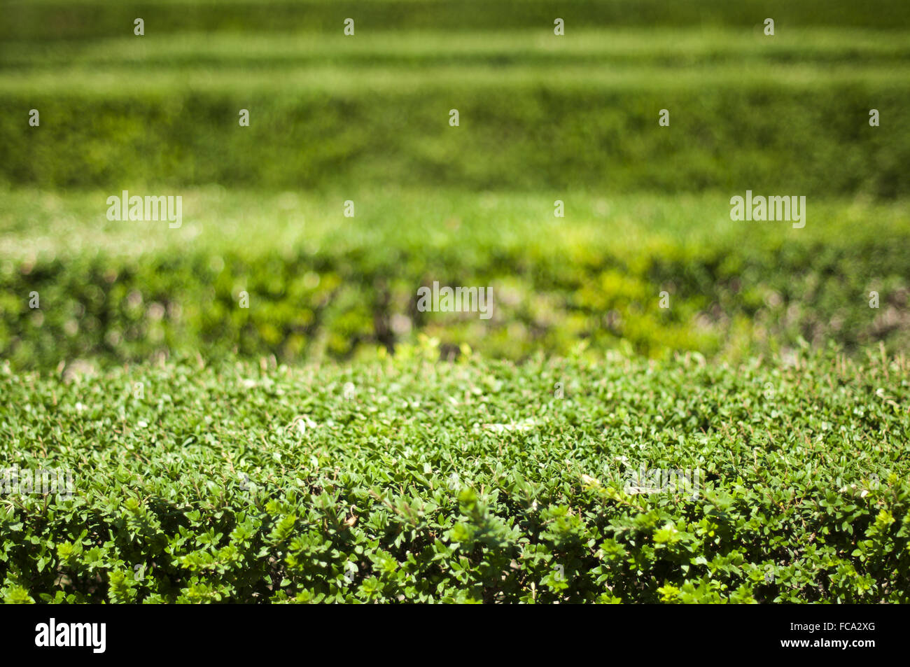 Green background of garden shrubs Stock Photo - Alamy