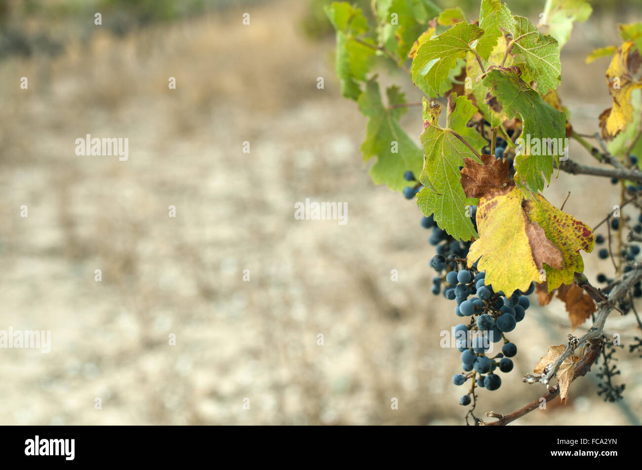 Poor harvest vineyards Stock Photo - Alamy