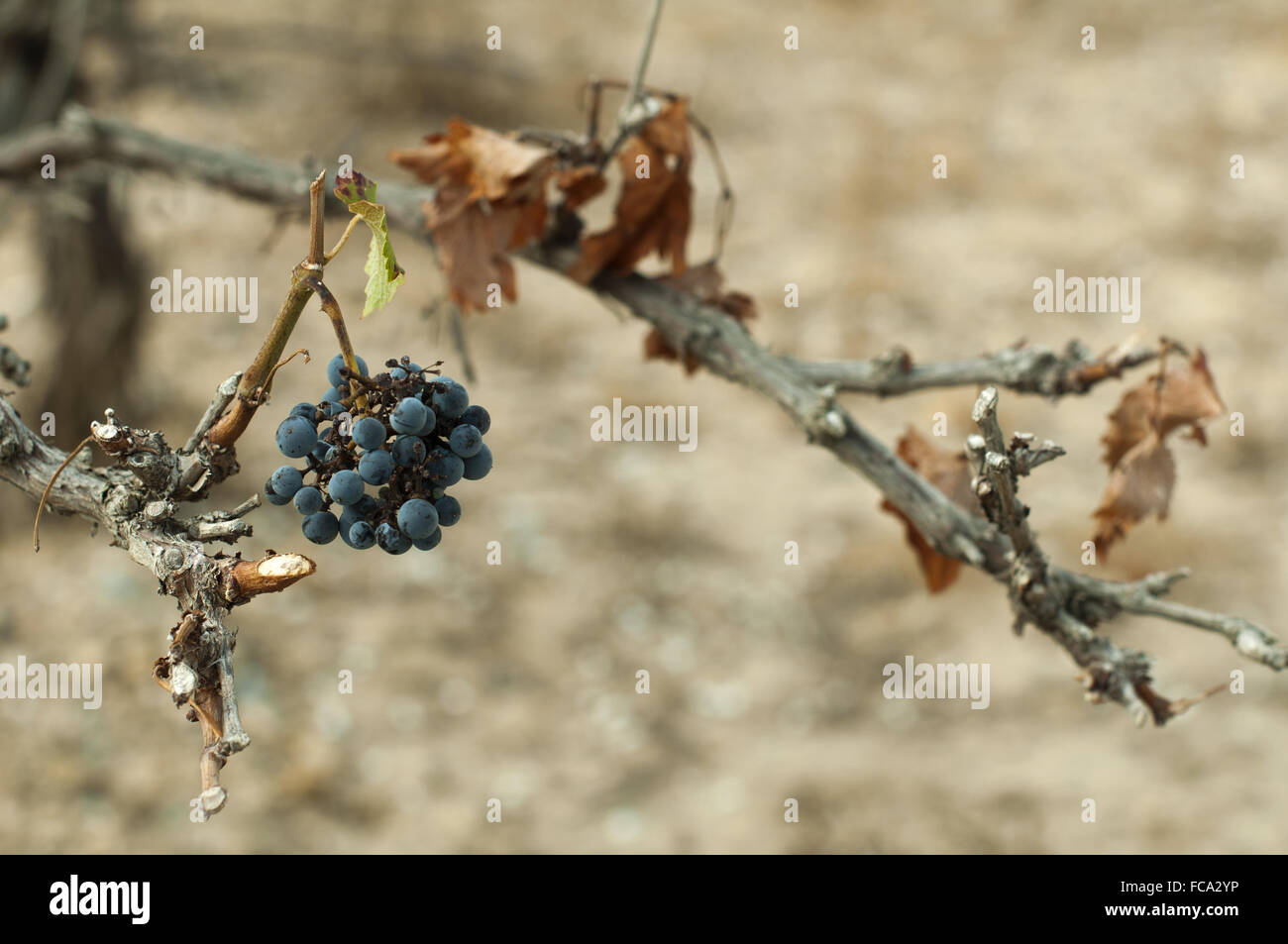 Poor harvest vineyards Stock Photo - Alamy