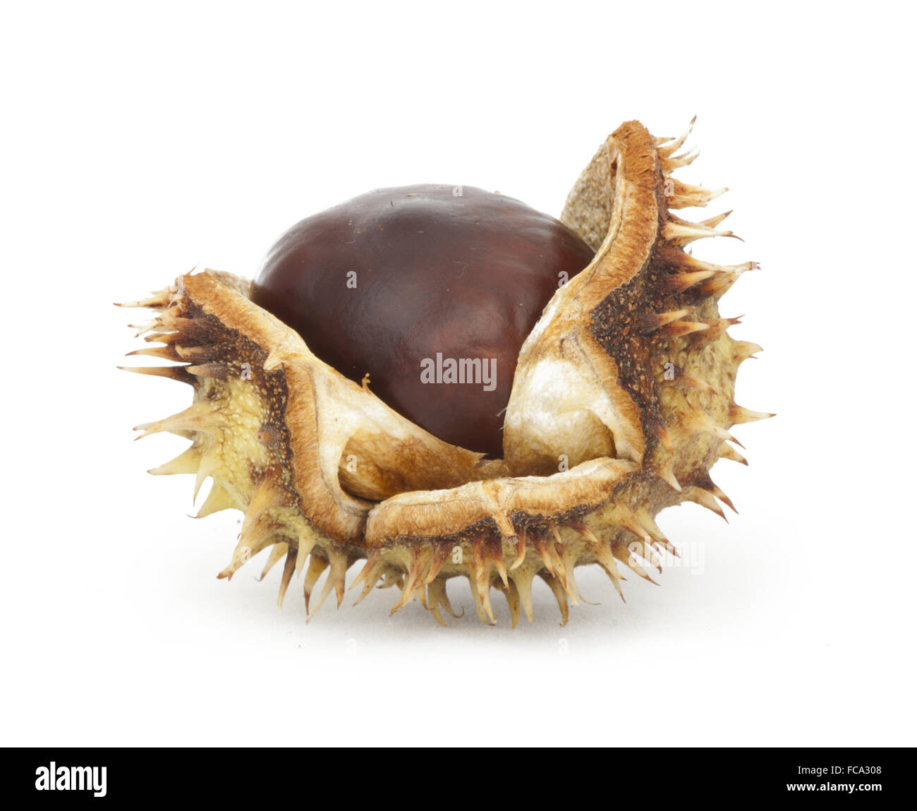 Chestnuts with shell Stock Photo - Alamy