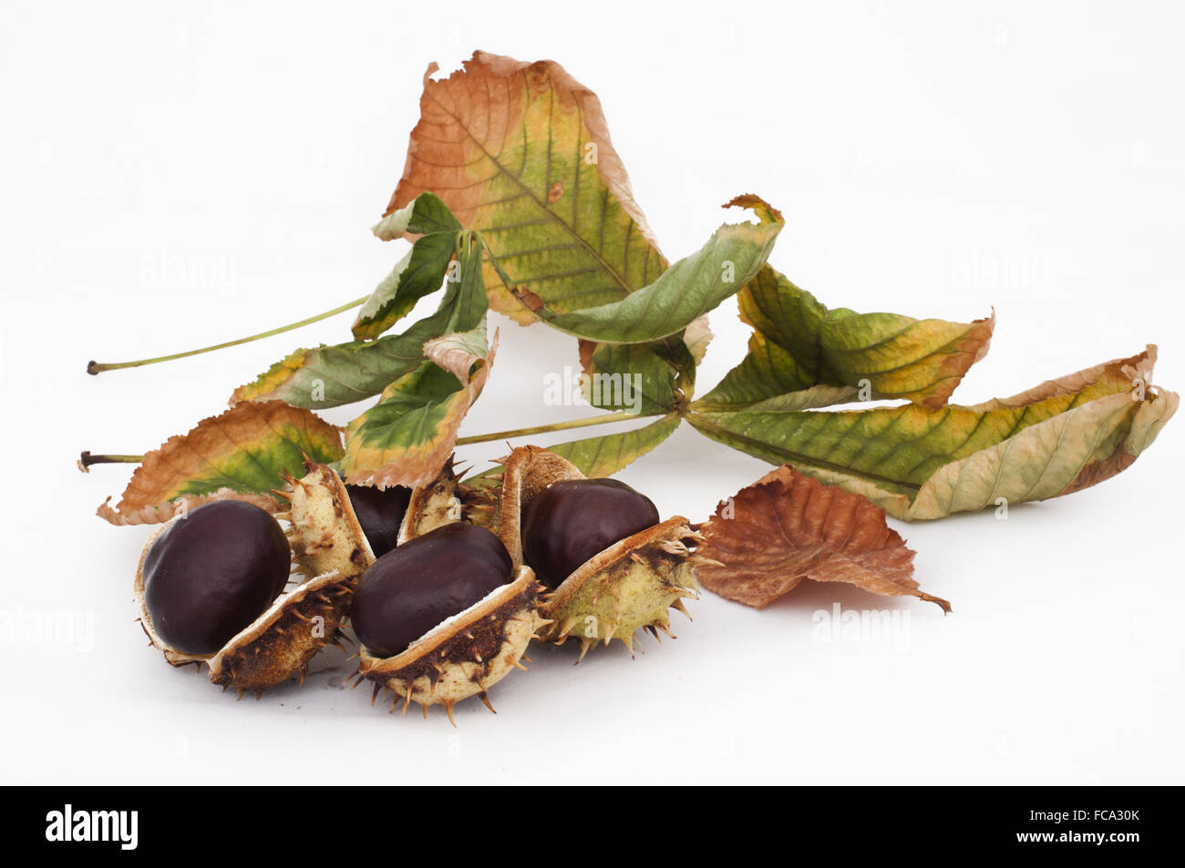 Chestnuts with shell Stock Photo - Alamy