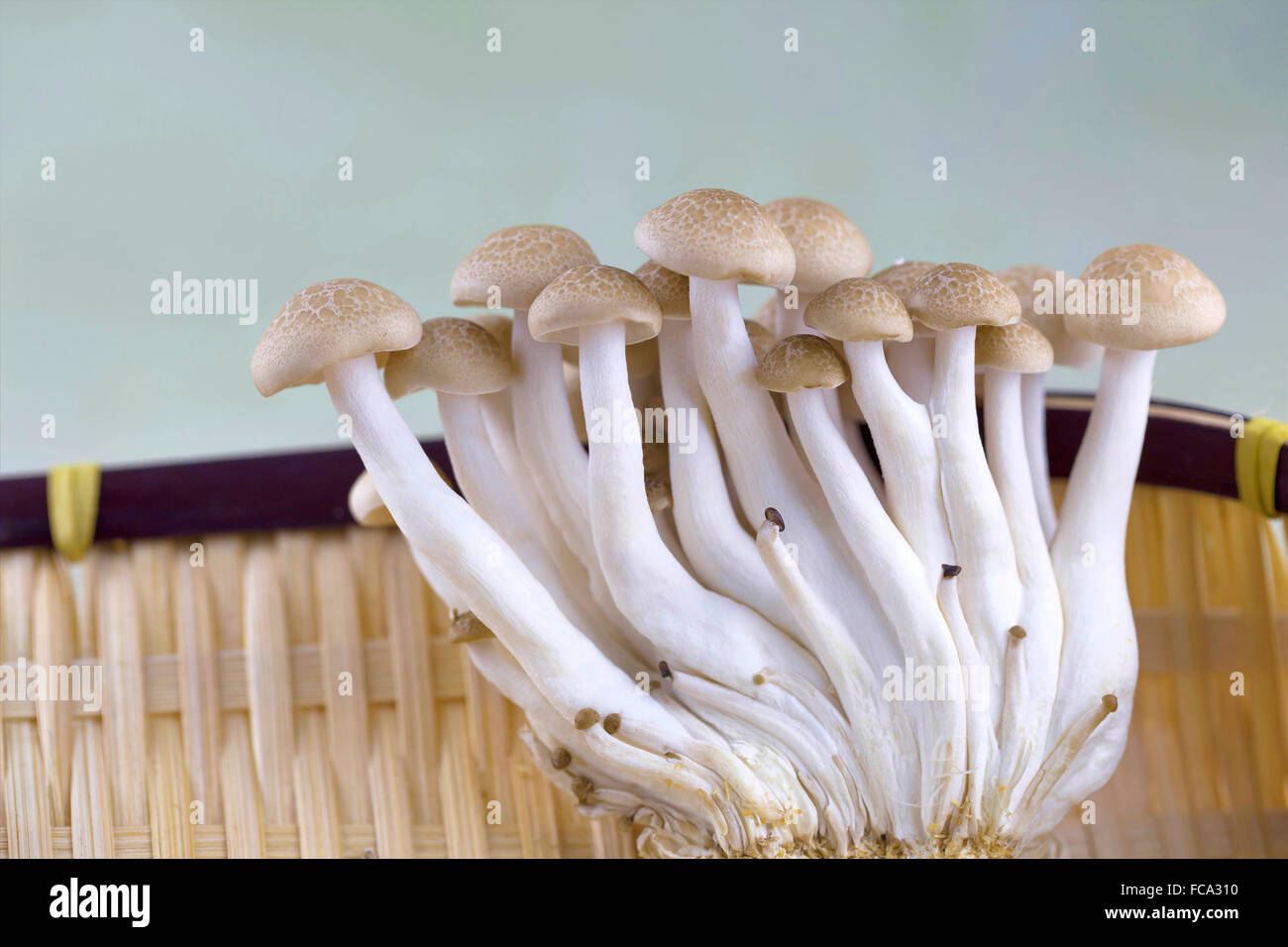 Brown button mushrooms hi-res stock photography and images - Alamy