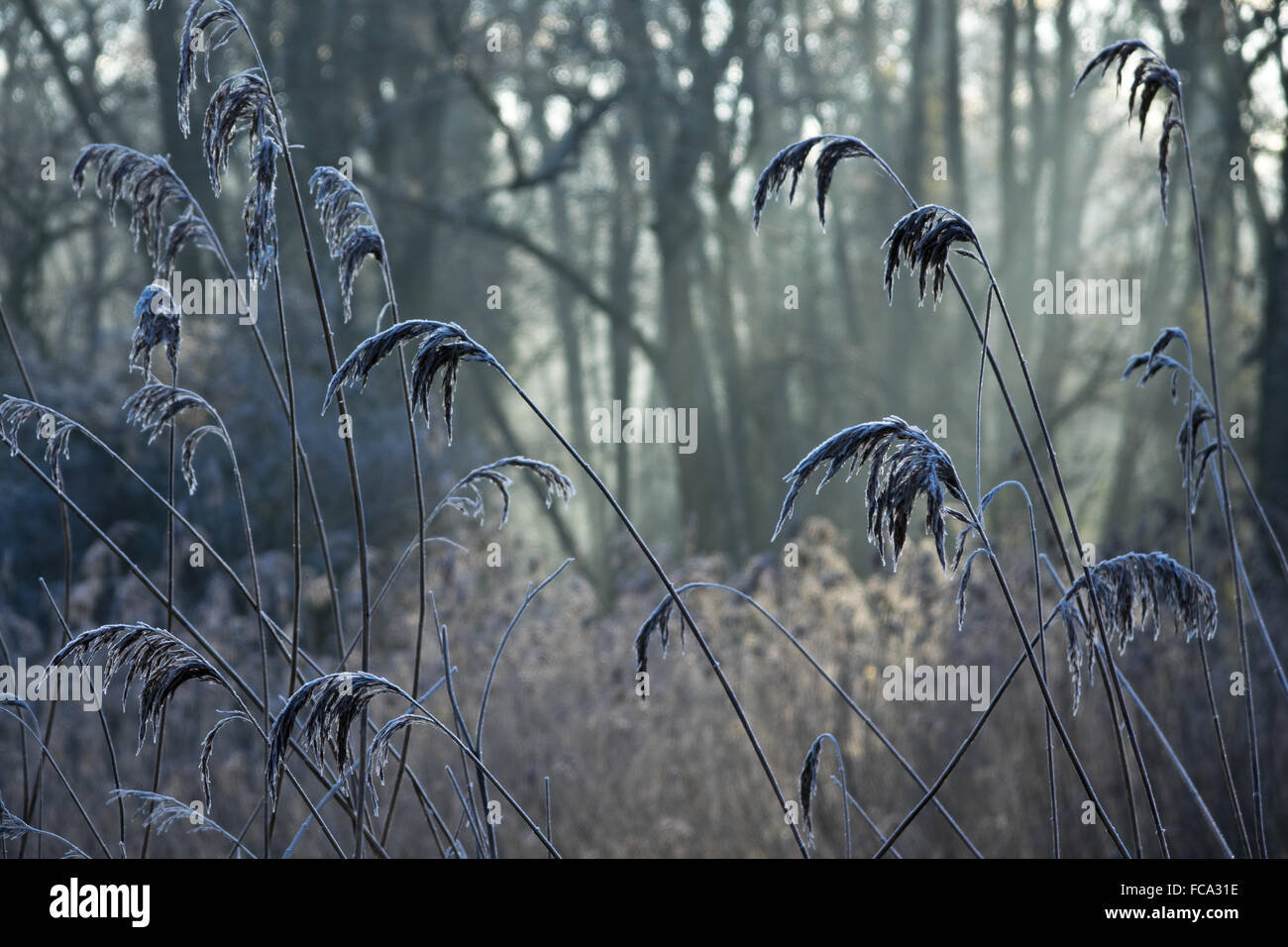 reeds in woodland winter Stock Photo - Alamy