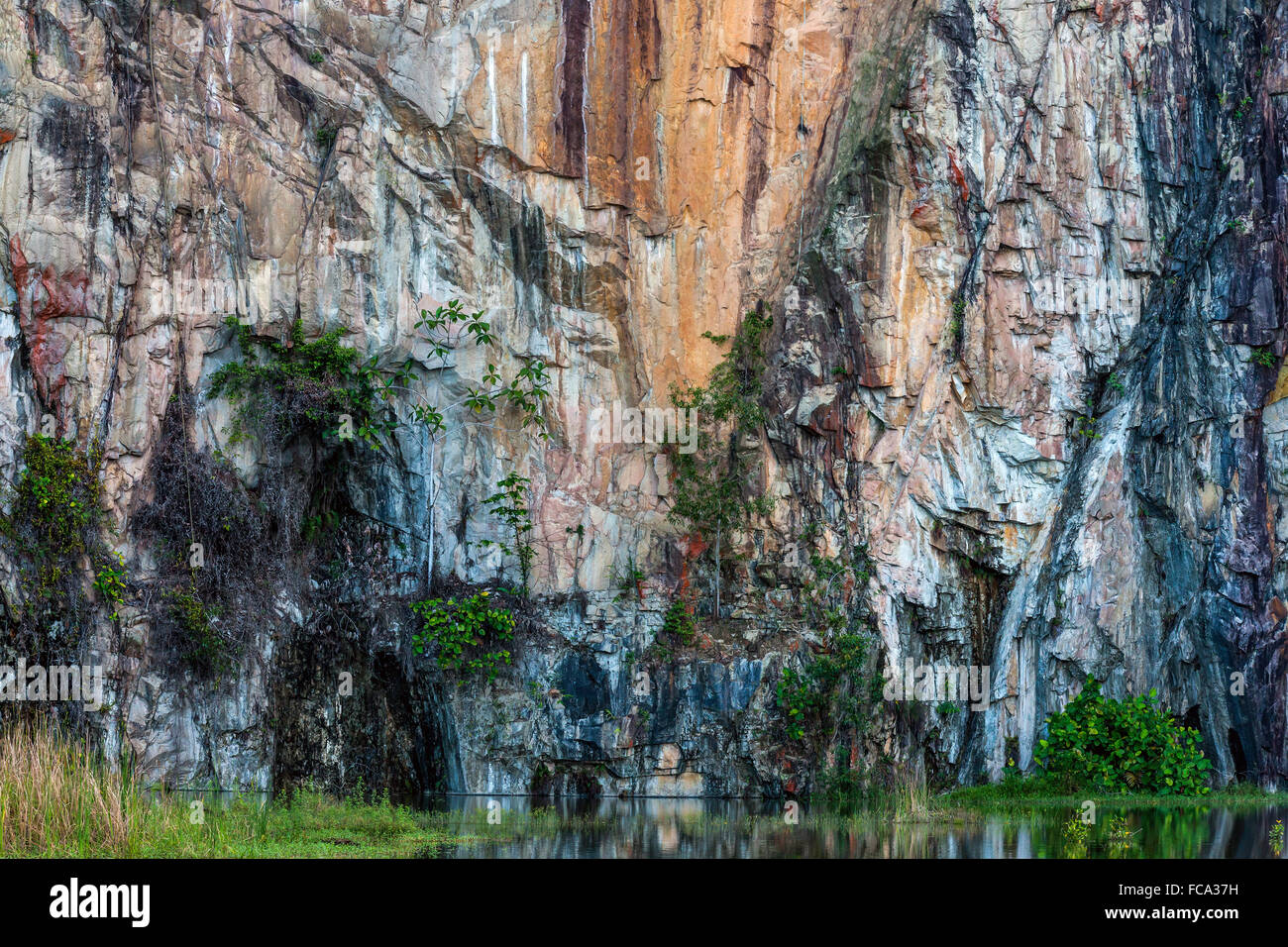 Bukit Timah Nature Reserve in Singapore Stock Photo - Alamy