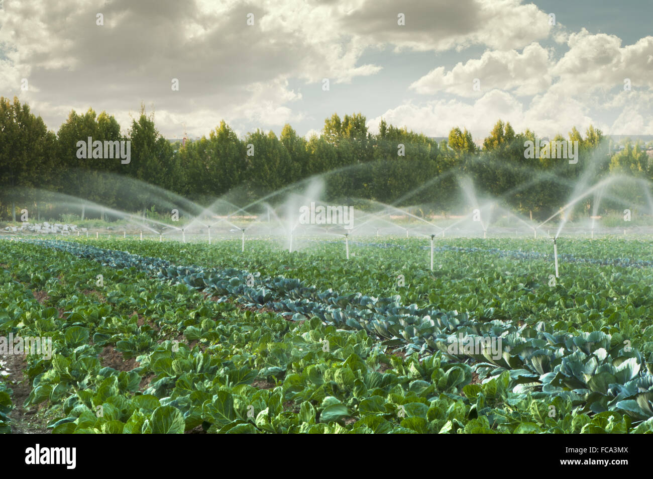 Irrigation systems in a vegetable garden Stock Photo - Alamy