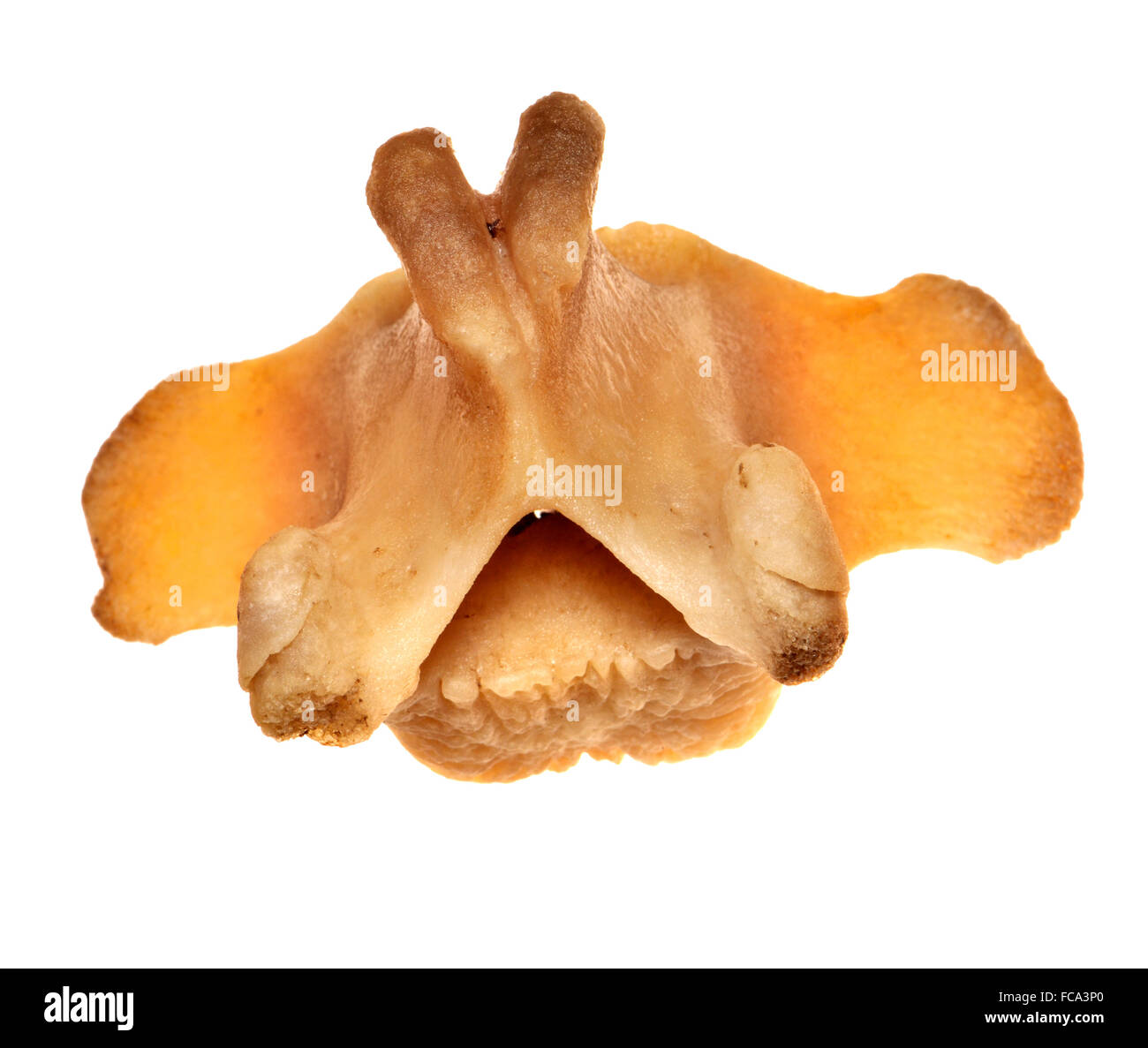 Cow anatomy hi-res stock photography and images - Alamy