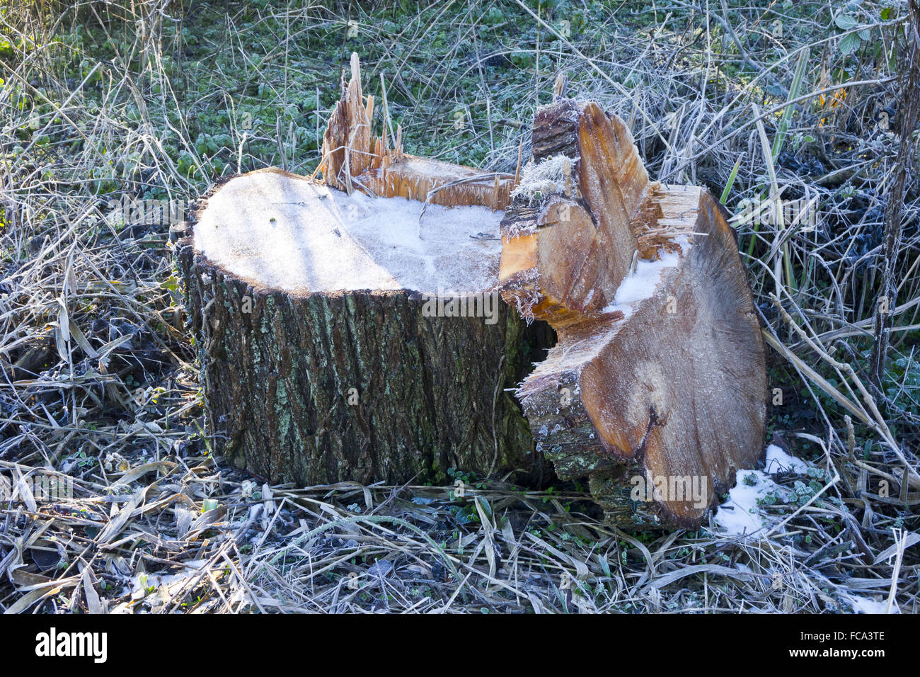 Stump farm hi-res stock photography and images - Alamy