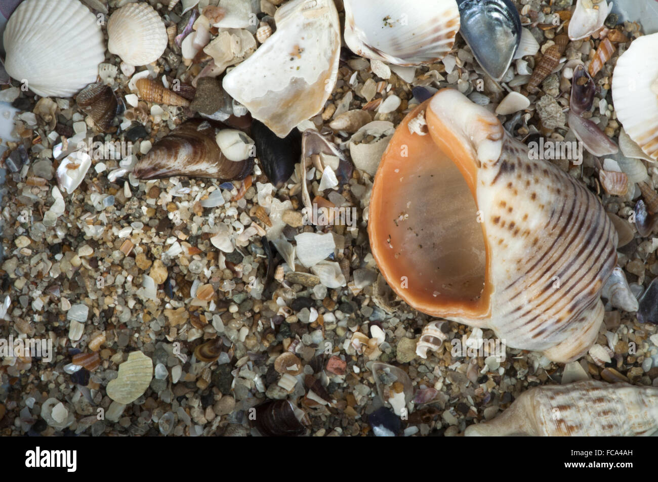 Scattered seashells and rapanas Stock Photo - Alamy