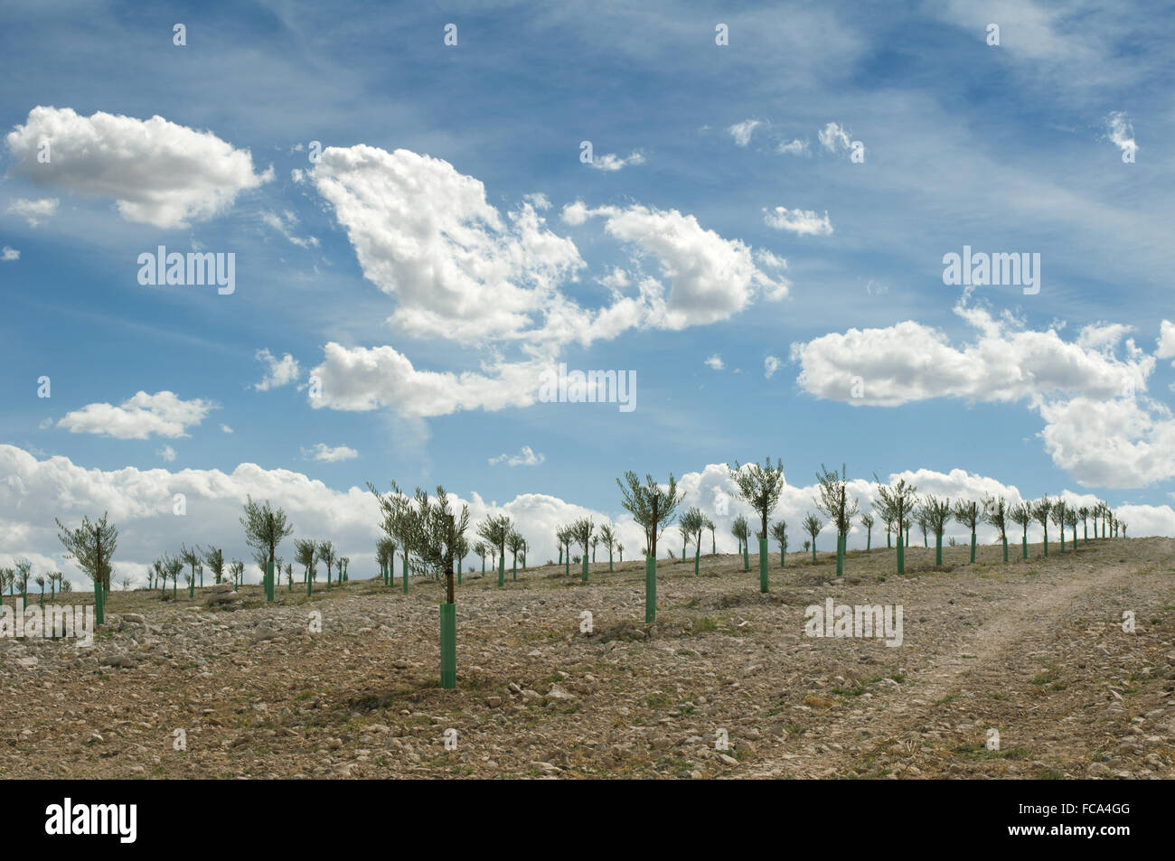 Small grove of trees in a field hi-res stock photography and images - Alamy