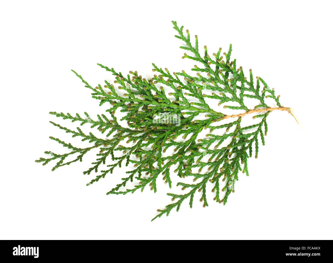 Evergreen branch white isolated Stock Photo - Alamy