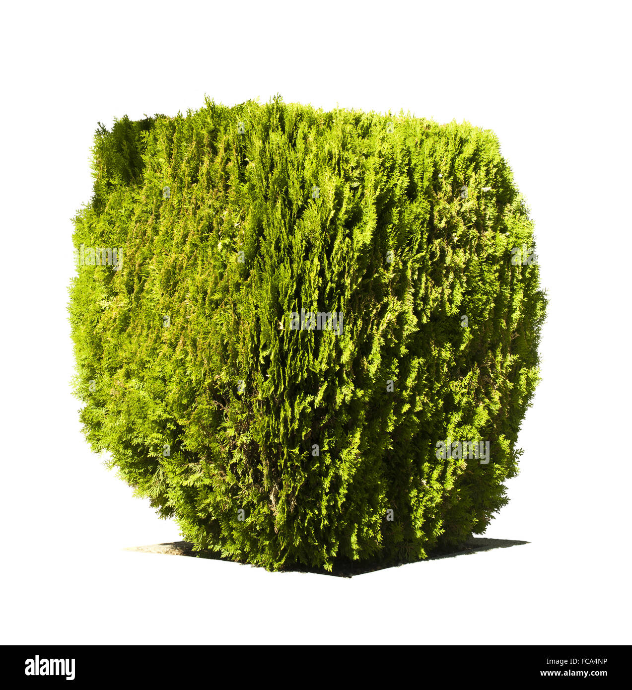 Green garden shrub Stock Photo - Alamy