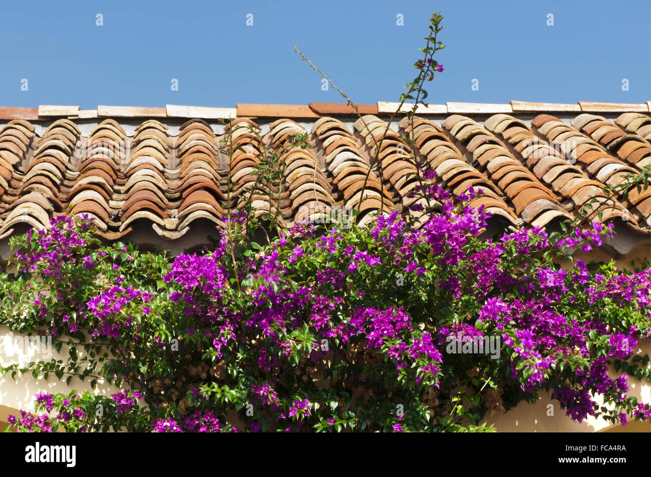Purple roof tile hi-res stock photography and images - Alamy