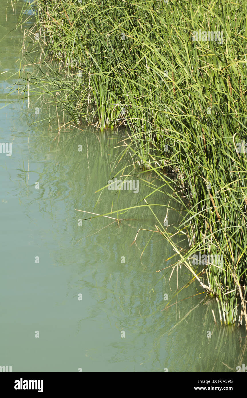 Cane in River Stock Photo - Alamy