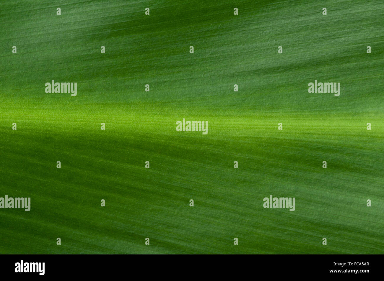 Natural background of green leaf Stock Photo - Alamy