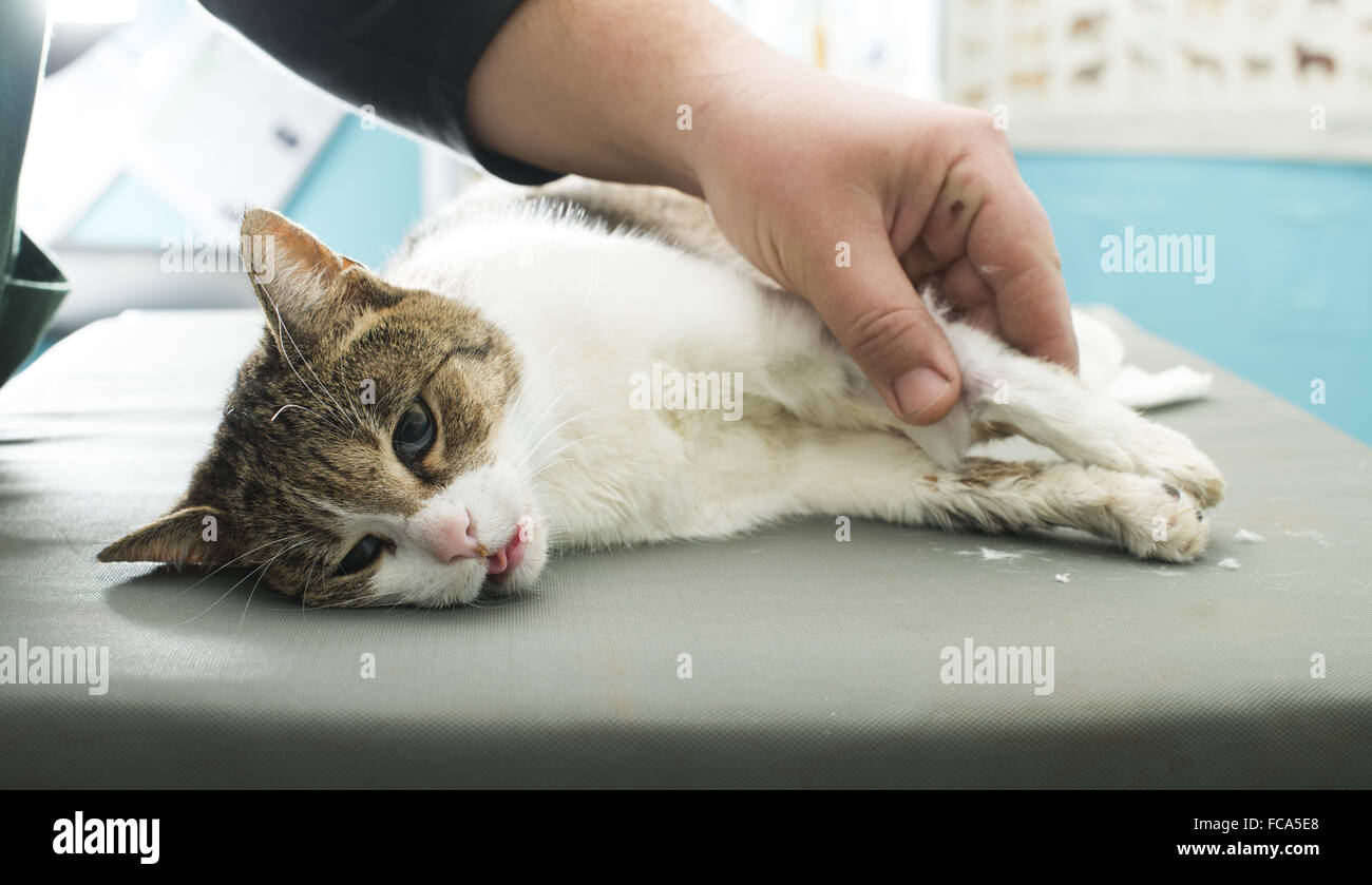 Cat anesthesia in veterinary Stock Photo - Alamy