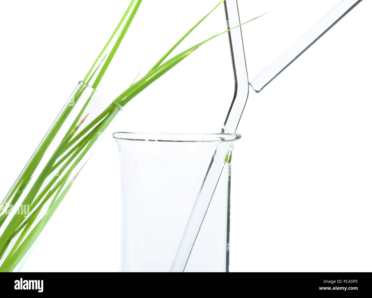 T dna plant hi-res stock photography and images - Alamy