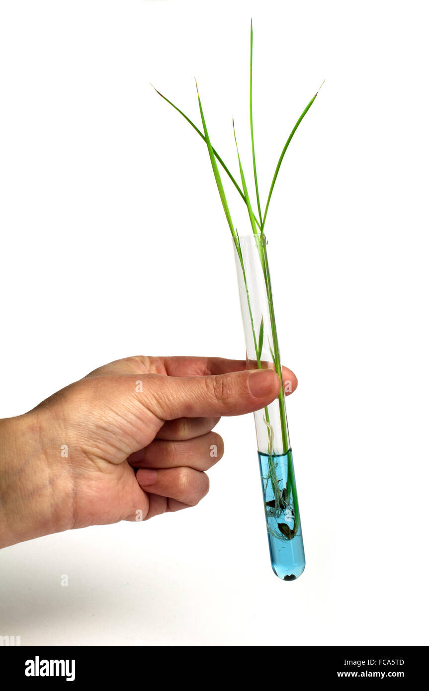 Green plants in laboratory equipment Stock Photo - Alamy