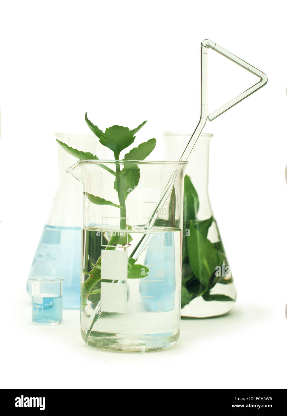 Researcher biological test laboratory Cut Out Stock Images & Pictures ...