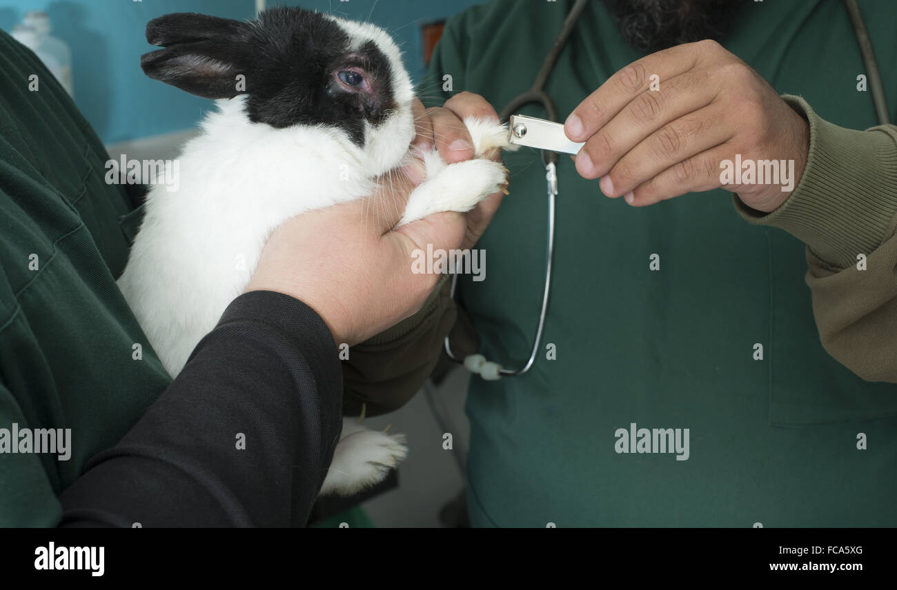 Rabbit in a veterinary office Stock Photo - Alamy