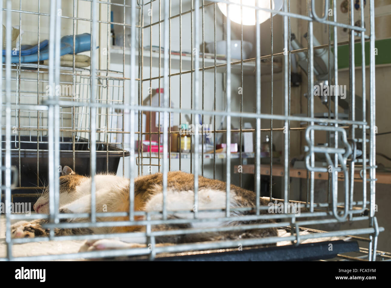 Cat at veterinary laboratory Stock Photo - Alamy