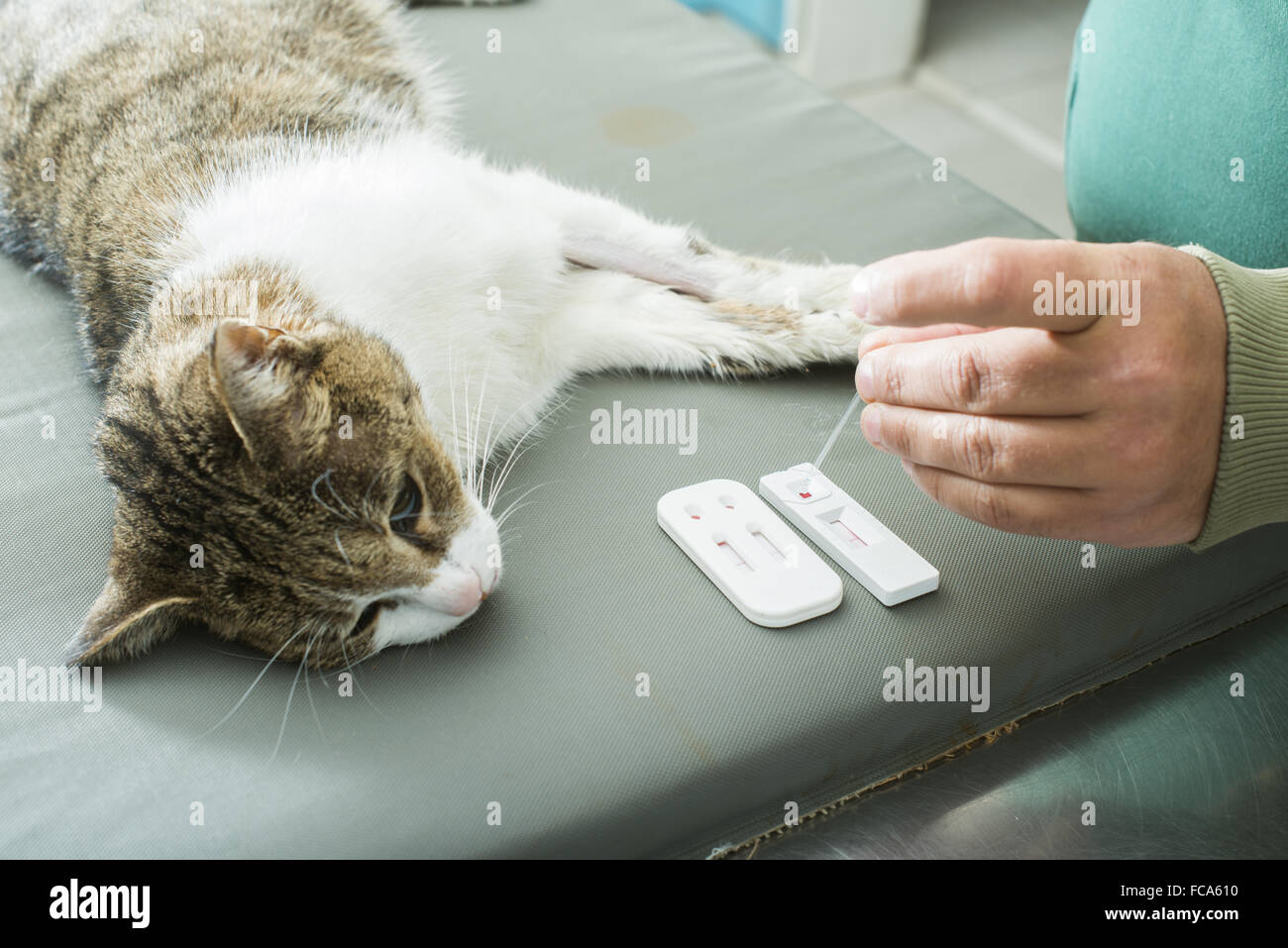 Veterinary Blood test Stock Photo - Alamy