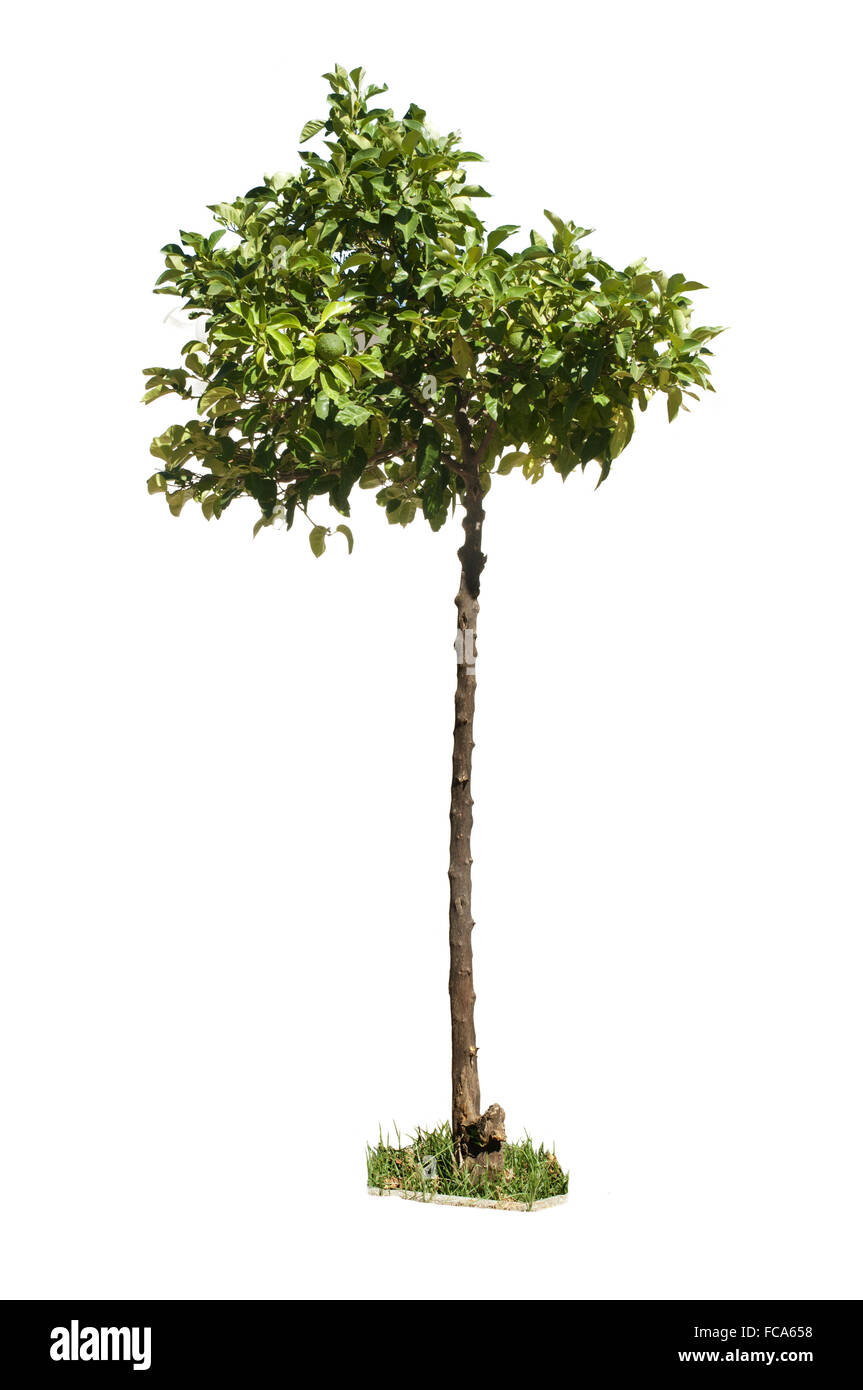 Orange tree plantation spain Cut Out Stock Images & Pictures - Alamy