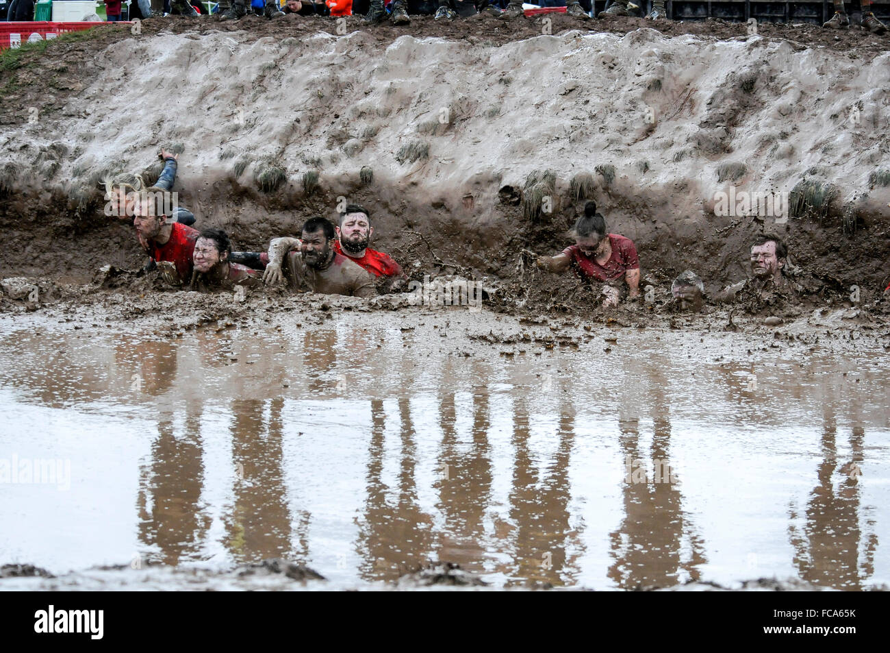 Runners jump in to mud pool at finish of obstacle course race, UK Stock ...