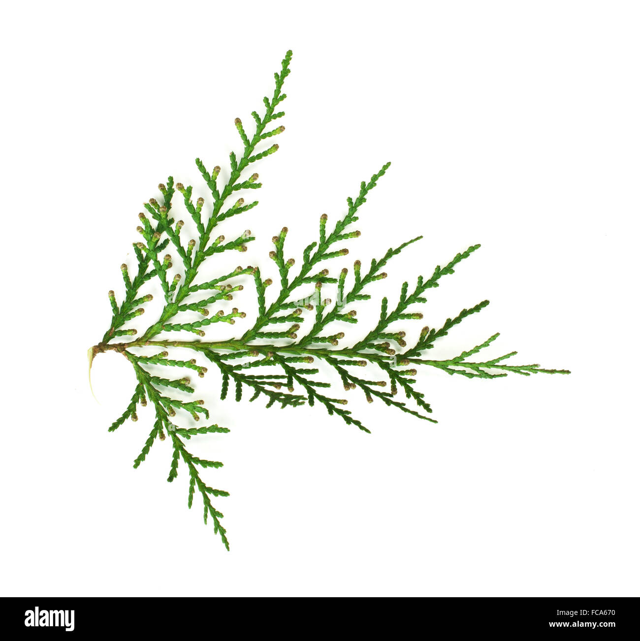 Evergreen branch white isolated Stock Photo - Alamy