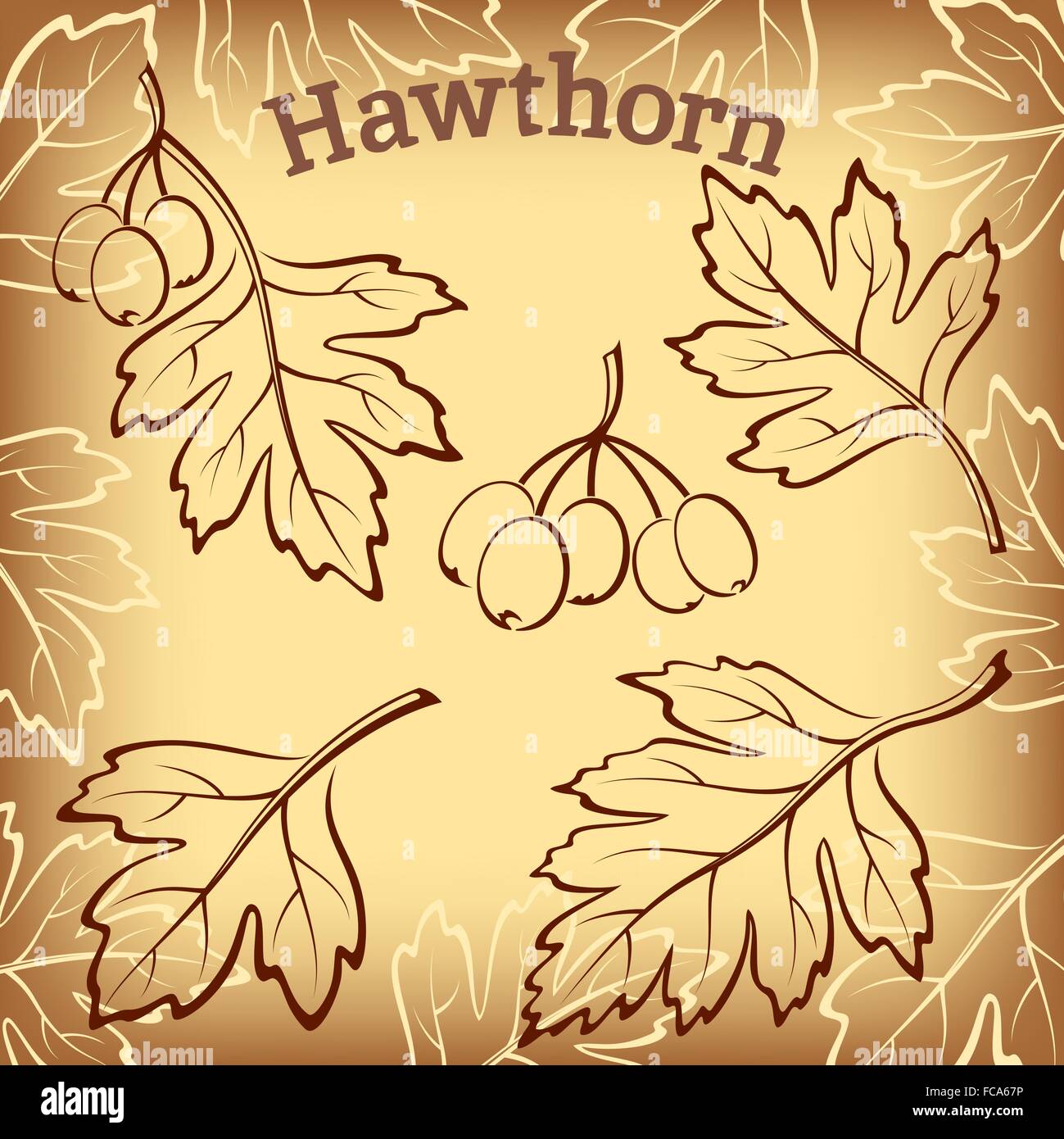 Hawthorn tree drawing hi-res stock photography and images - Alamy