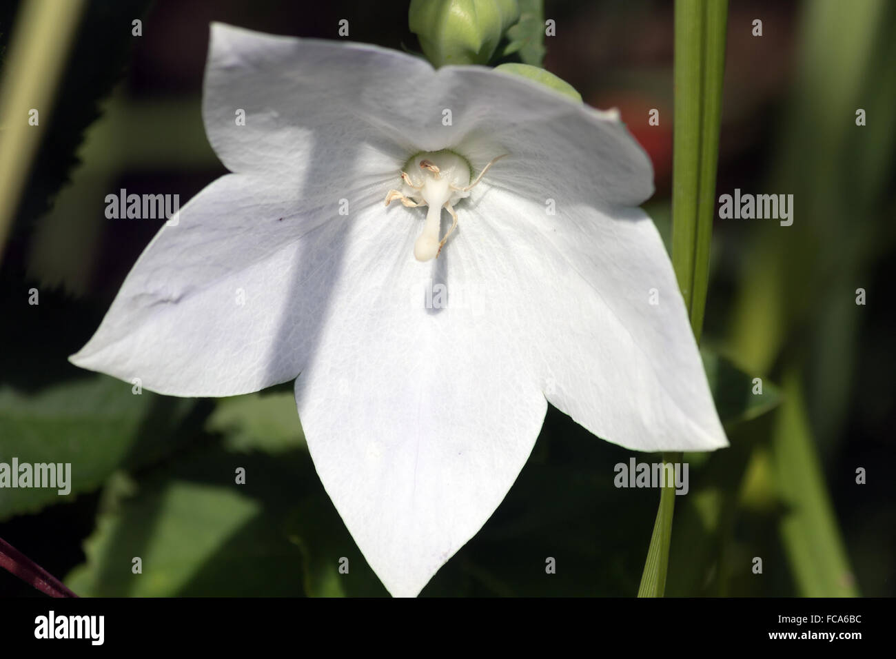 Balloon Flower blossom Stock Photo - Alamy