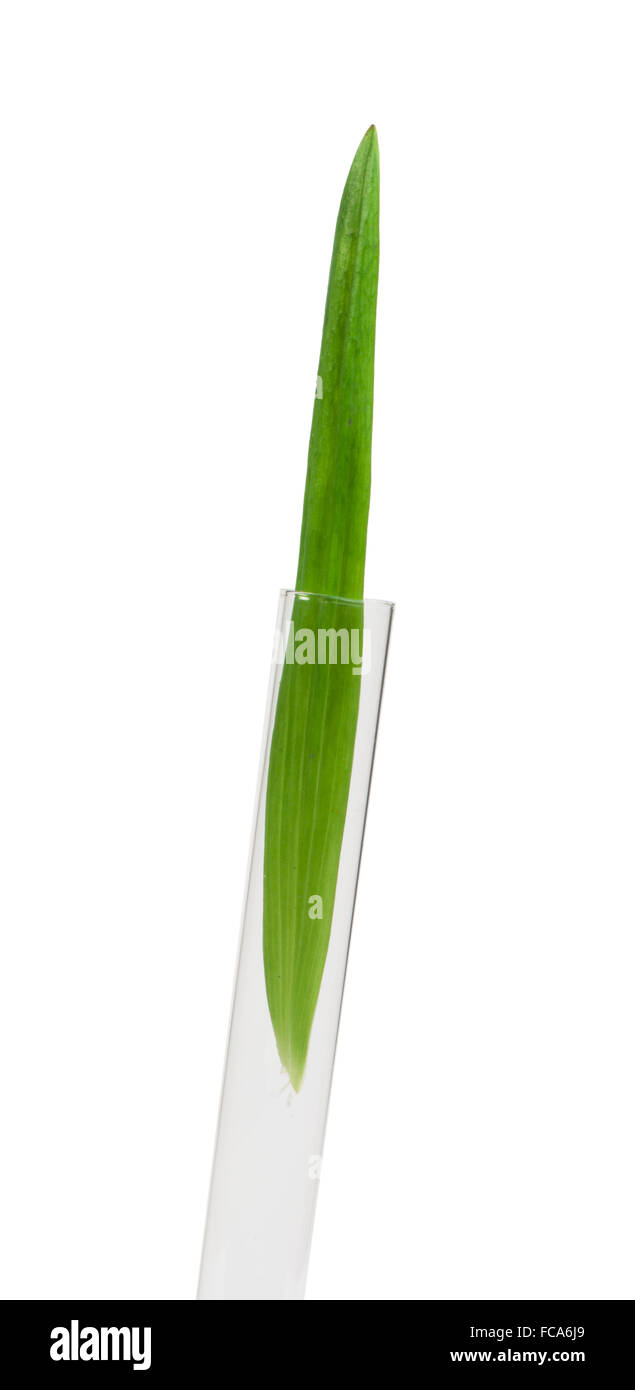 Researcher biological test laboratory Cut Out Stock Images & Pictures ...