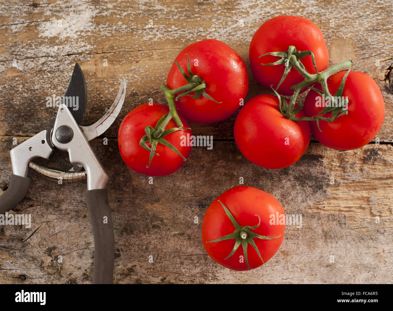 Freshly picked ripe tomatoes hi-res stock photography and images - Alamy