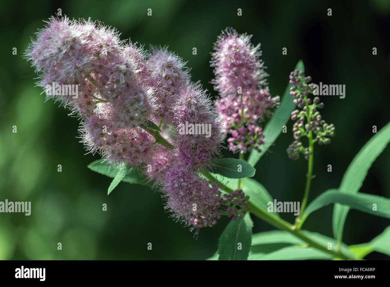 Pink flowering shrub Stock Photo - Alamy