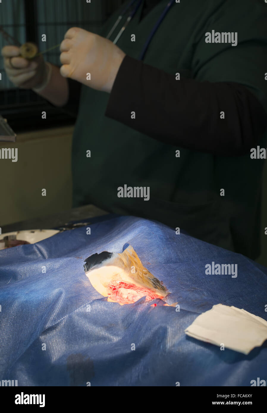 Animal in a veterinary surgery Stock Photo - Alamy