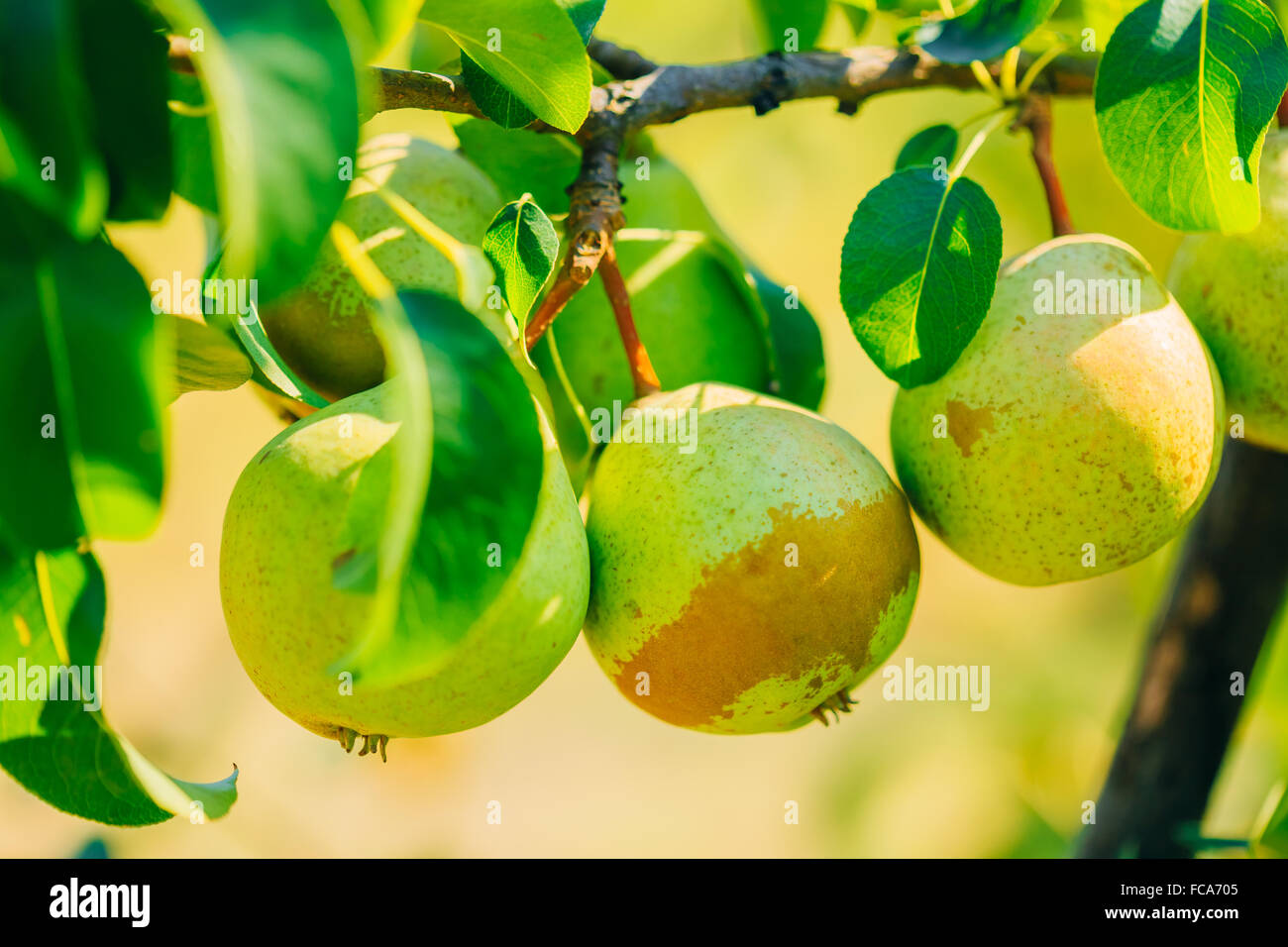 Fresh green pears hi-res stock photography and images - Alamy