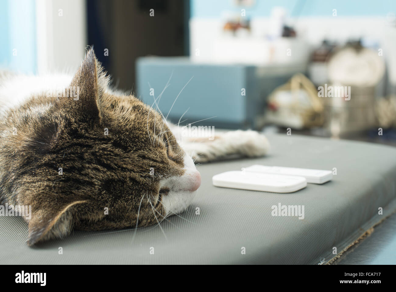 Veterinary Blood test Stock Photo - Alamy