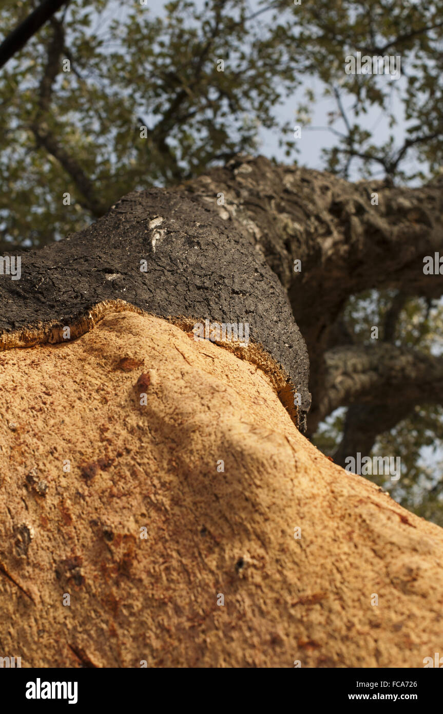 A corkwood tree Stock Photo - Alamy