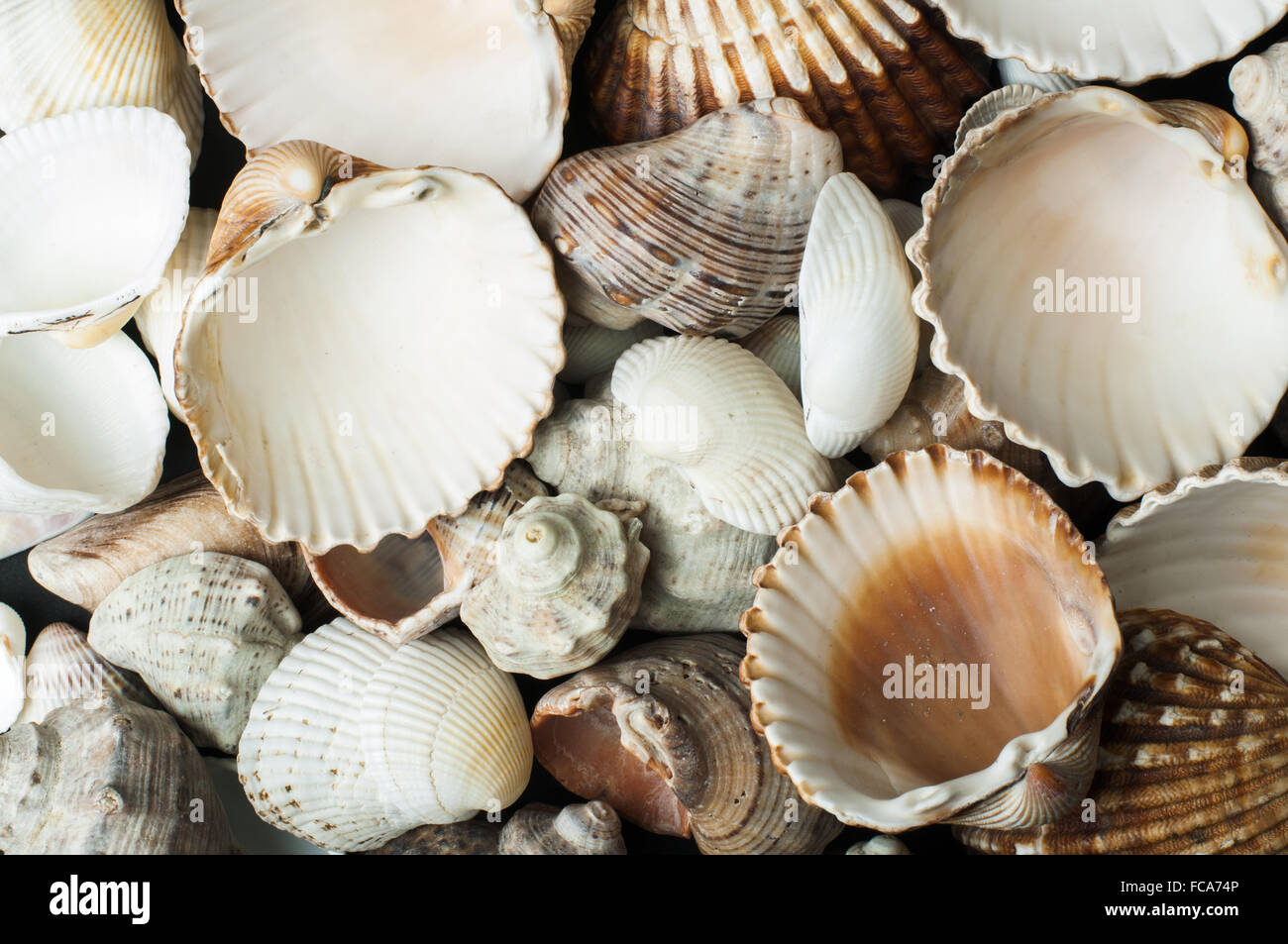 Scattered seashells background Stock Photo - Alamy