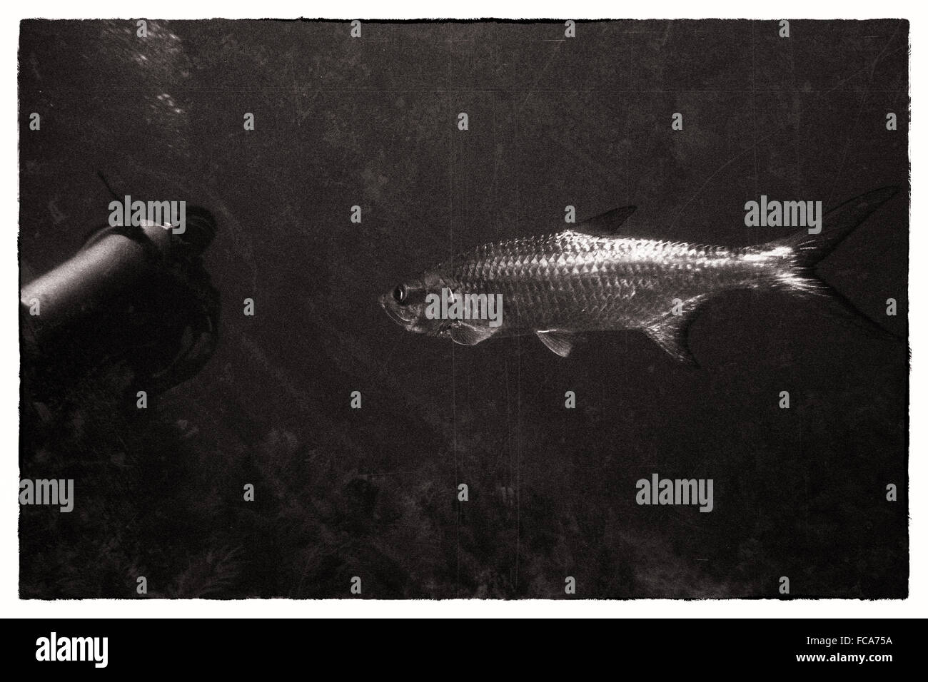 Atlantic Tarpon High Resolution Stock Photography and Images - Alamy